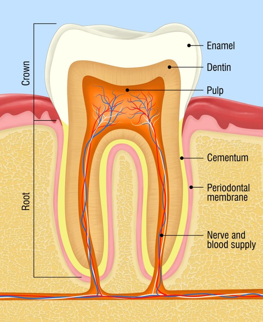 Tooth Anatomy | Adams & Cheek Family Dentistry